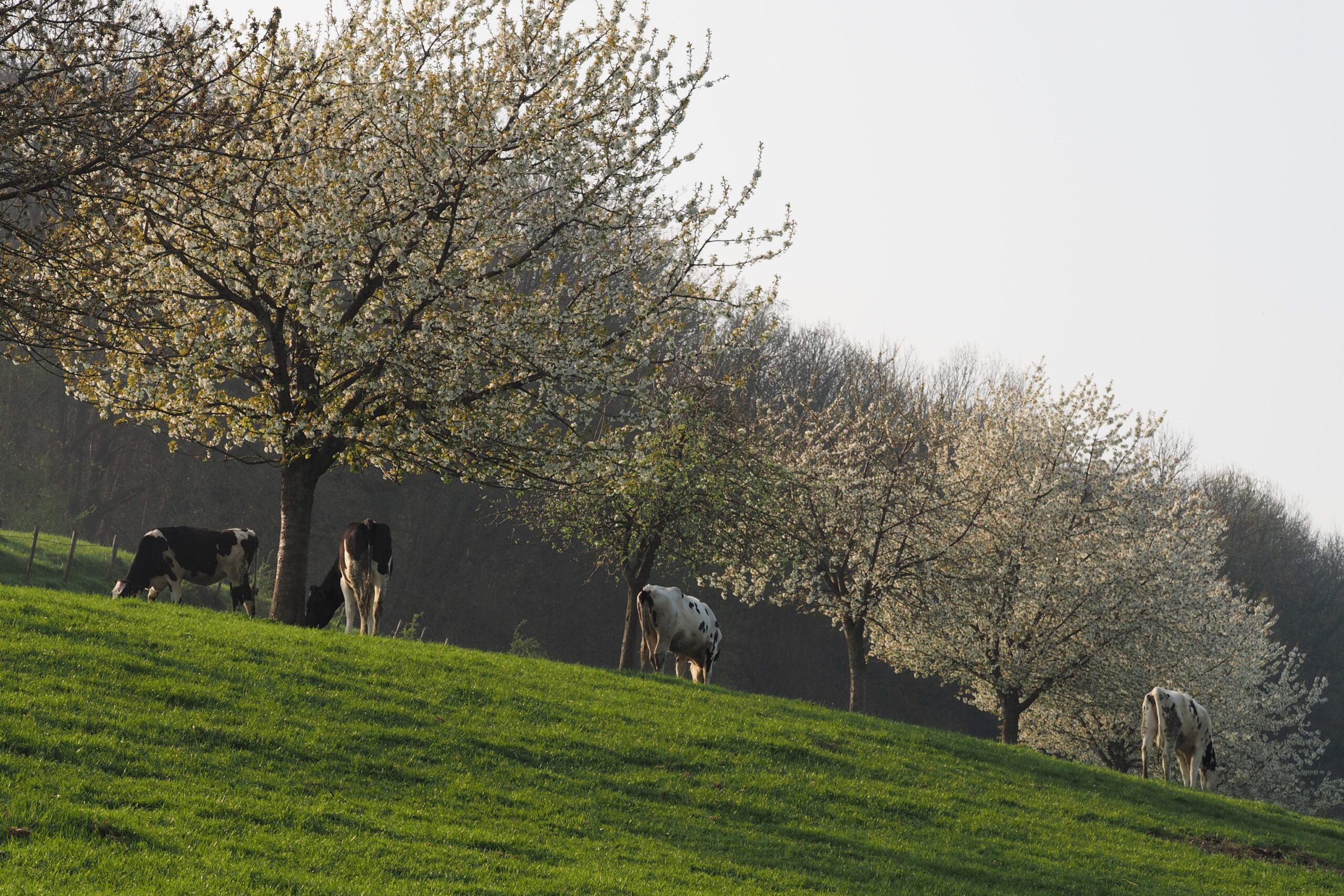 Toekomst ANLb in het nieuwe GLB - Natuurrijk Limburg