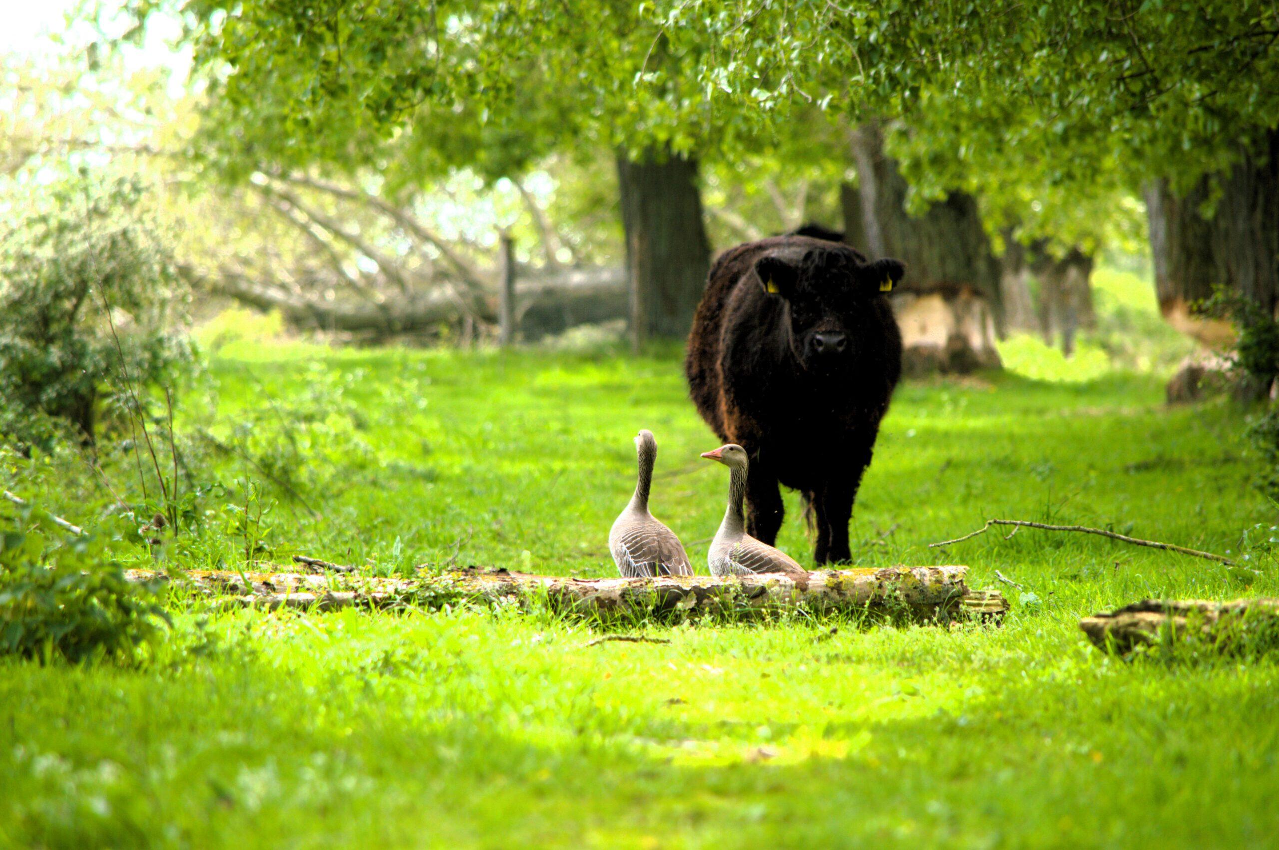 Start samenwerking Maaskracht en Natuurrijk Limburg voor beheer ...