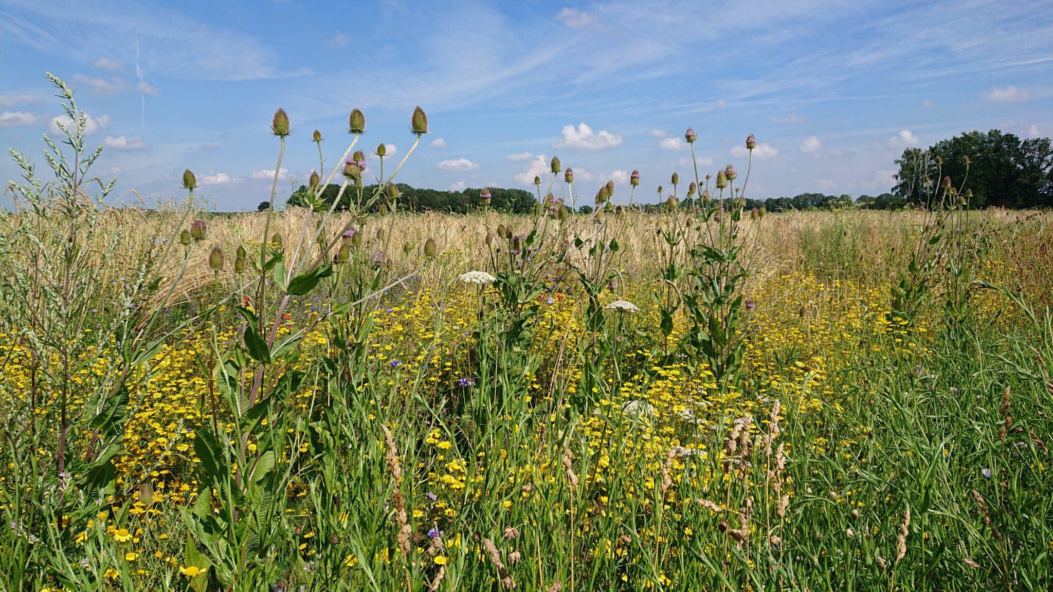Ik wil meer weten over meerjarige vergoedingen via het ANLb voor ...